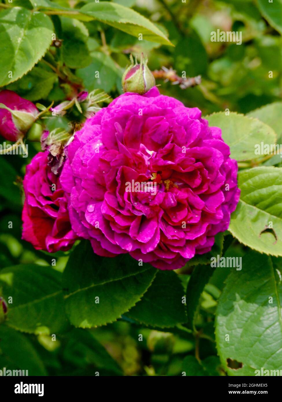 Rose tree 'Souvenir de Victor Emmanuel' in bloom in a garden Stock ...