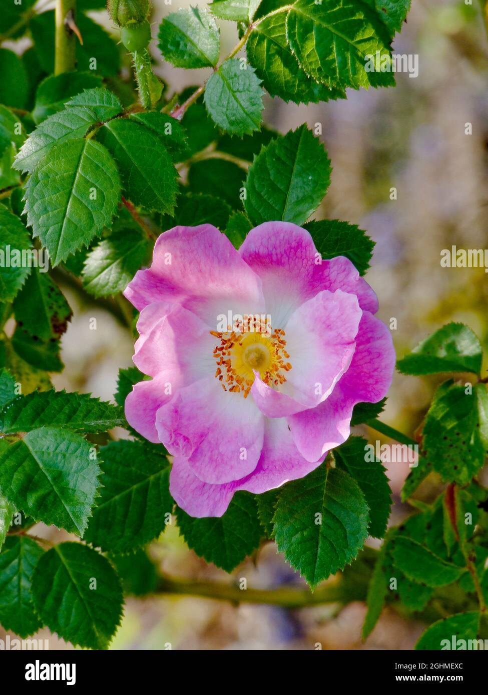 Rose tree 'Flora Mac Ivor' in bloom in a garden Stock Photo - Alamy