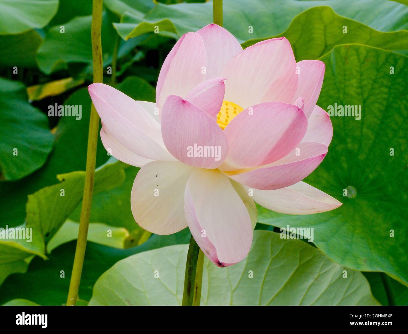 Nelumbo sp hi-res stock photography and images - Alamy