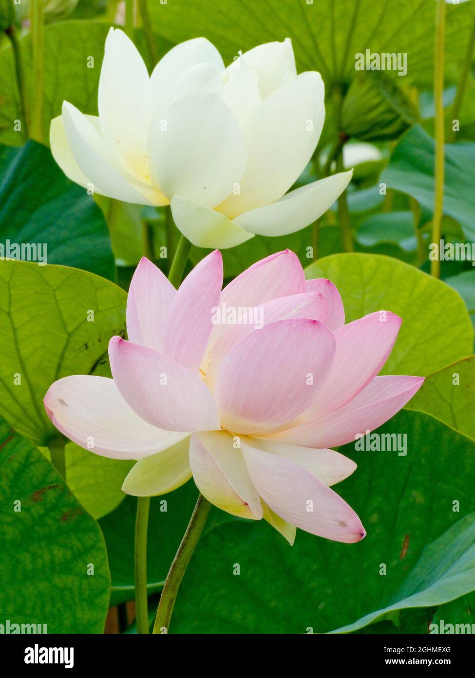 Nelumbo sp hi-res stock photography and images - Alamy