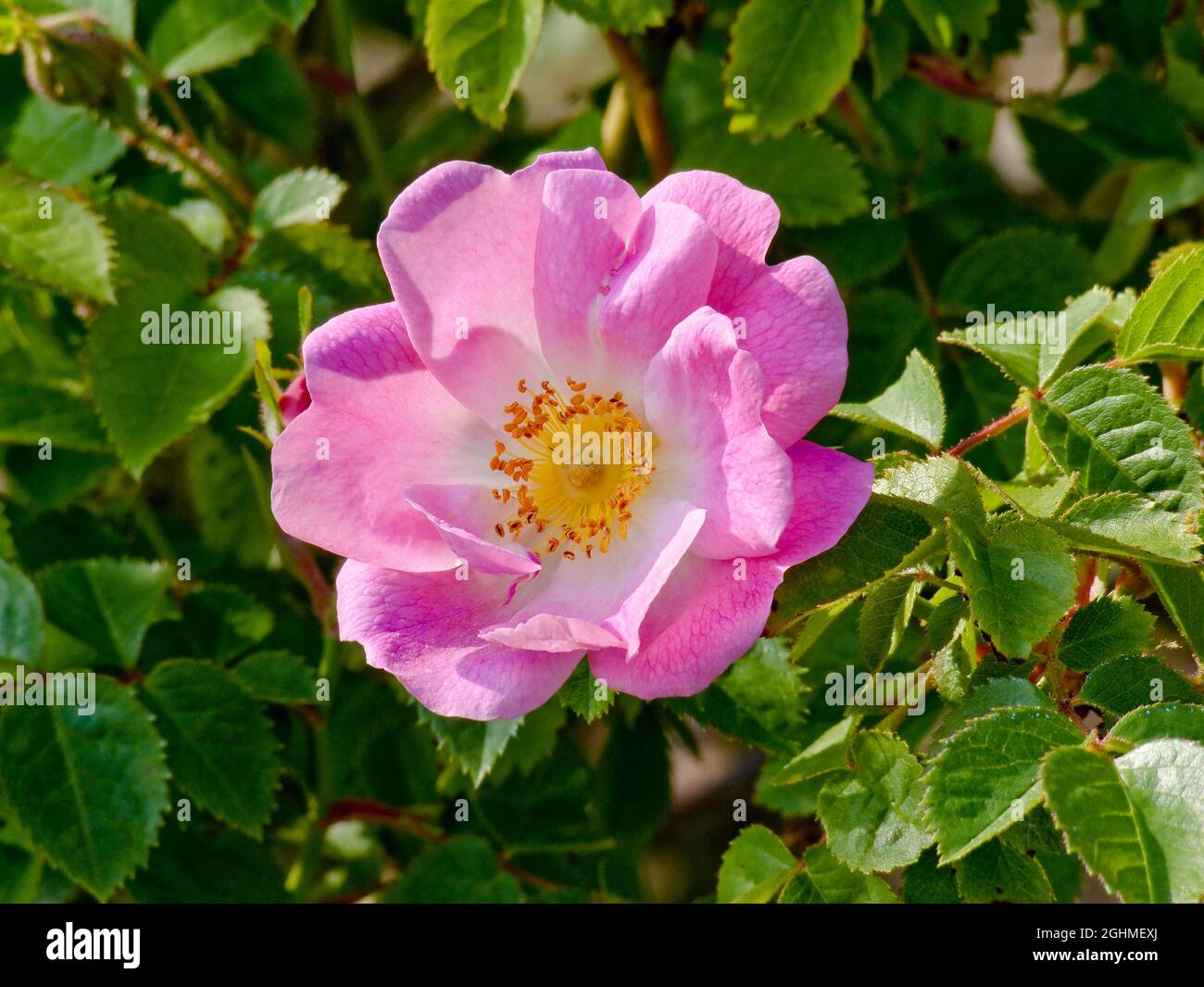 Rose tree 'Flora Mac Ivor' in bloom in a garden Stock Photo - Alamy
