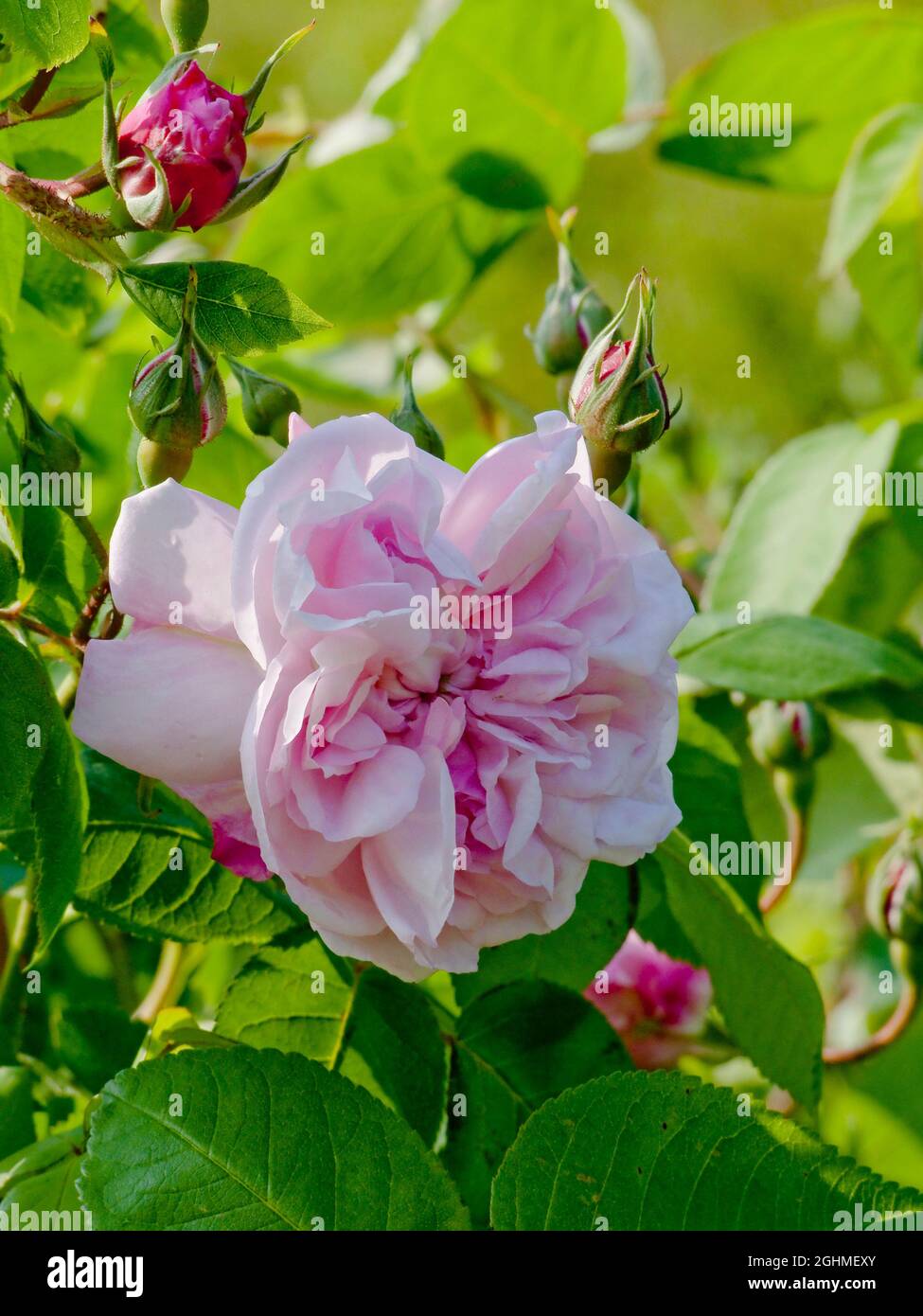 Rose tree 'Jacques Amyot' in bloom in a garden Stock Photo - Alamy