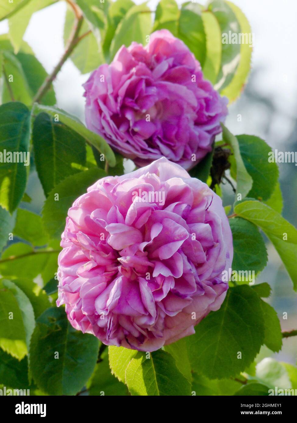 Rose tree 'Paul Ricault' in bloom in a garden Stock Photo - Alamy