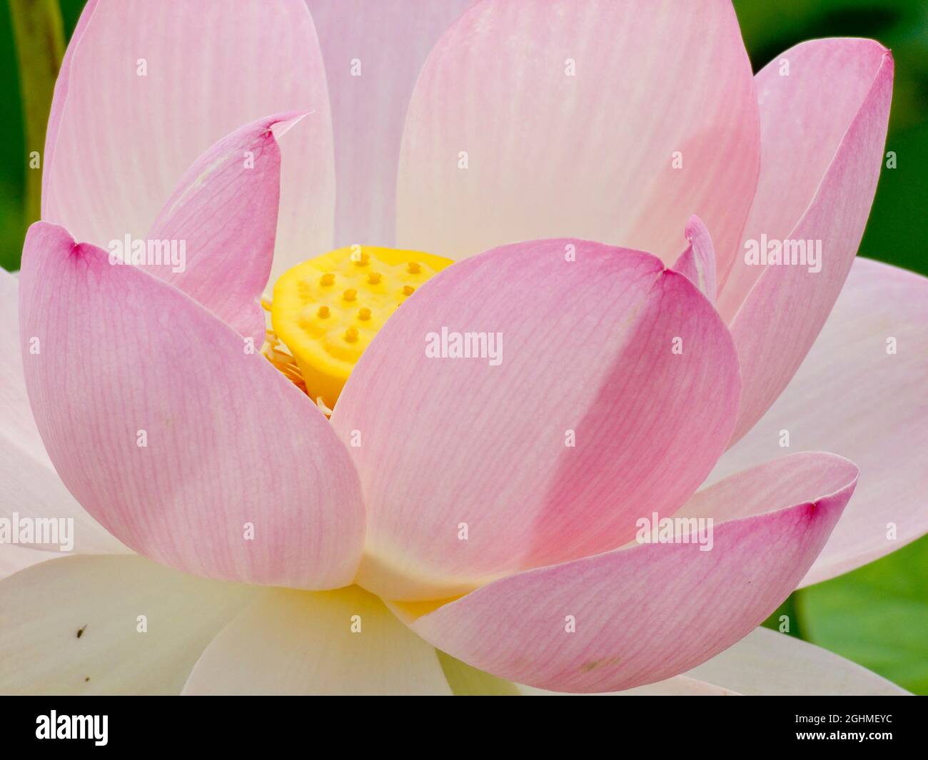 Nelumbo sp hi-res stock photography and images - Alamy