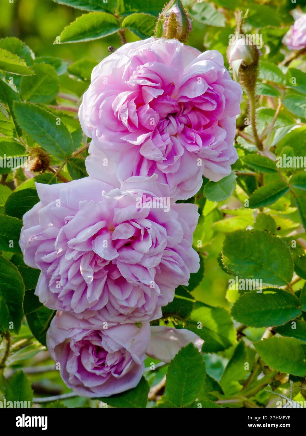 Rose tree 'Soupert & Notting' in bloom in a garden Stock Photo - Alamy