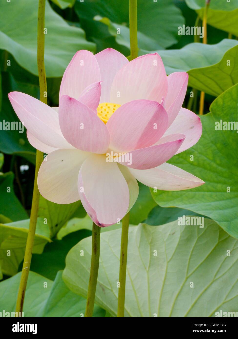 Nelumbo sp hi-res stock photography and images - Alamy