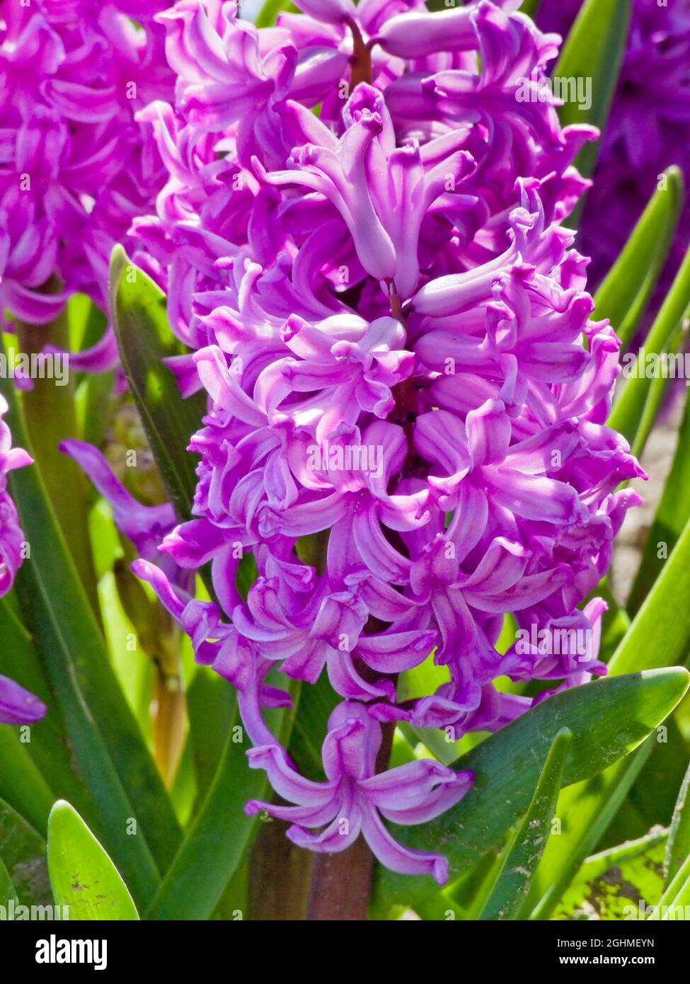 Hyacinthus sp hi-res stock photography and images - Alamy