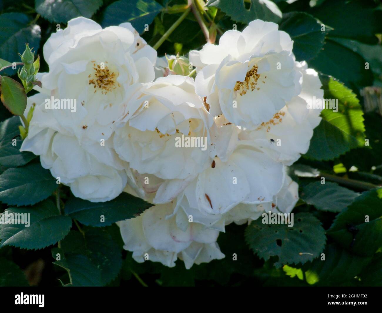 Rosa 'Penelope' Obtenteur : Pemberton (GBR) 1924 Stock Photo - Alamy