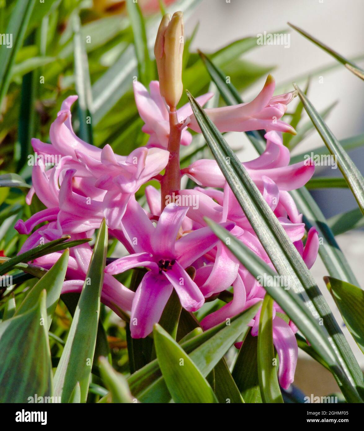 Hyacinth 'Pink Pearl' in bloom in a garden Stock Photo - Alamy