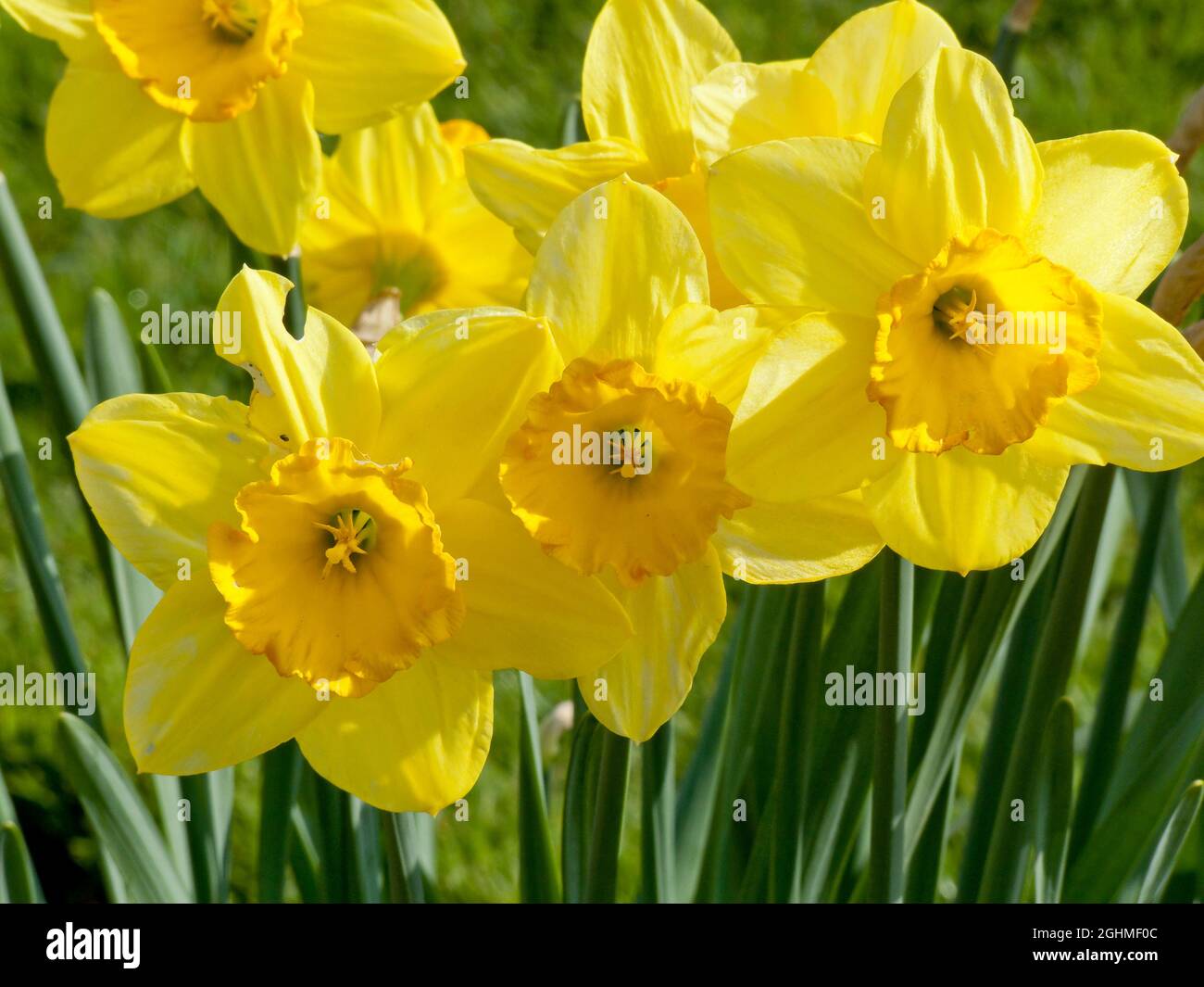 Daffodil Fortune High Resolution Stock Photography and Images - Alamy