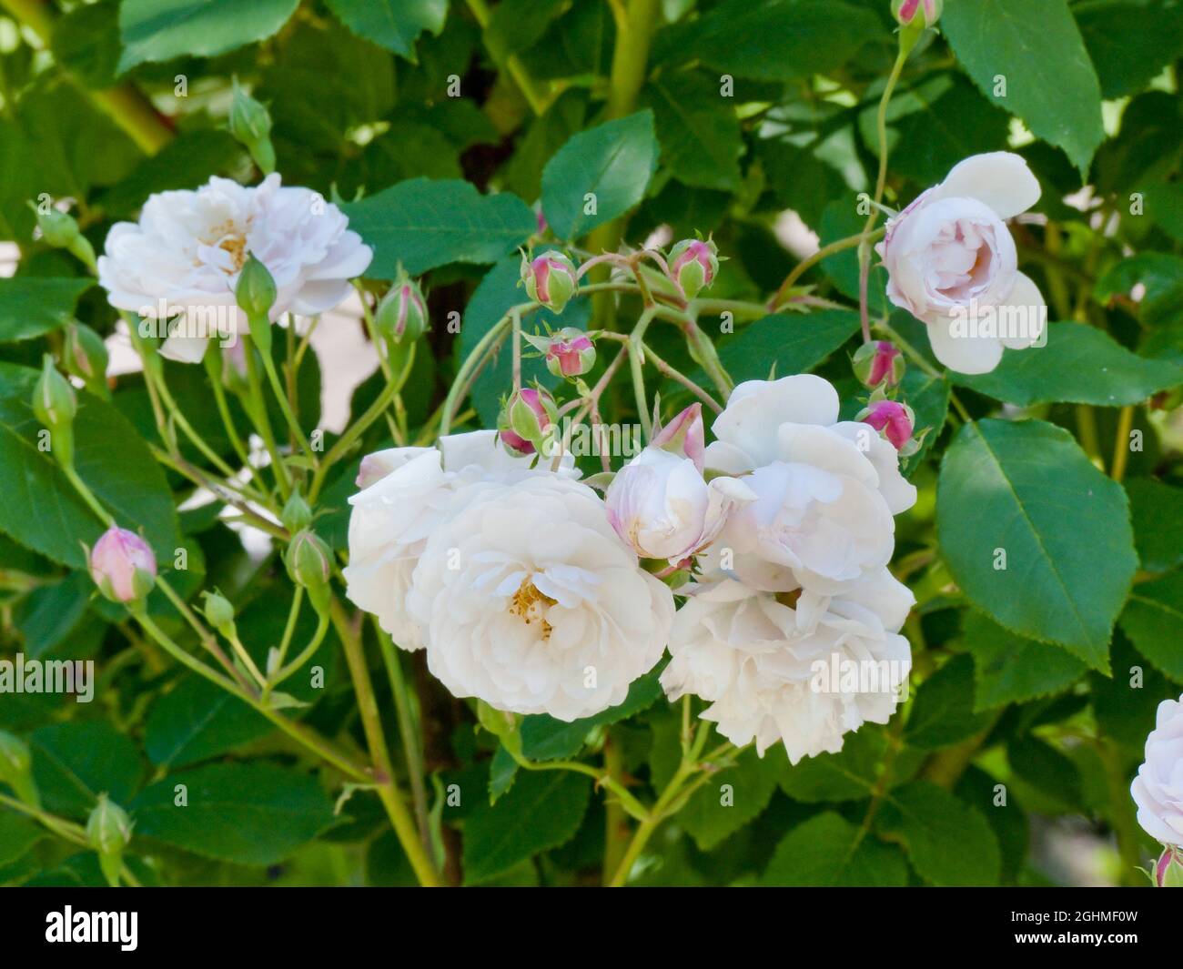 Rose tree 'Blush Noisette' in bloom in a garden Stock Photo - Alamy