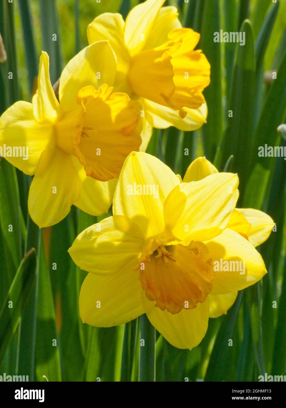 Daffodil fortune hi-res stock photography and images - Alamy