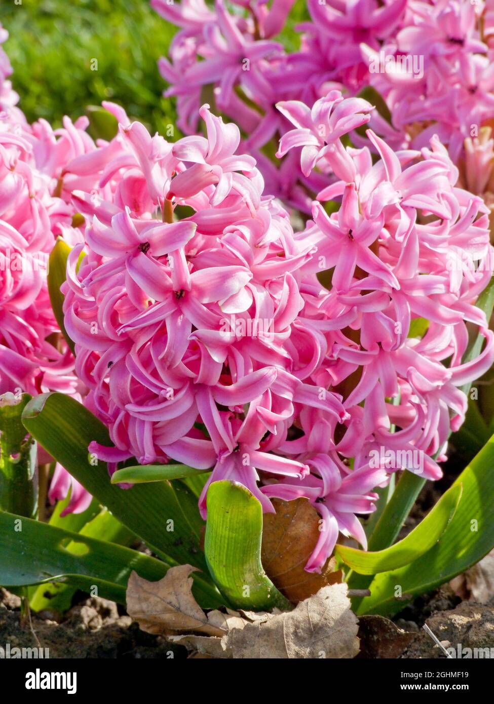Hyacinthus sp hi-res stock photography and images - Alamy