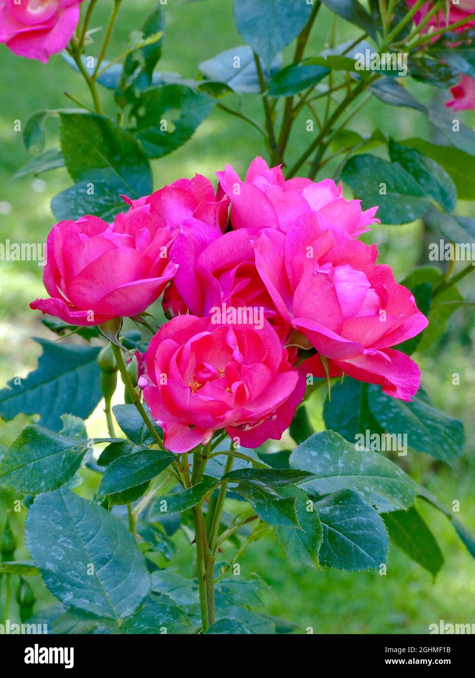 Rose tree 'The McCartney Rose' in bloom in a garden Stock Photo - Alamy
