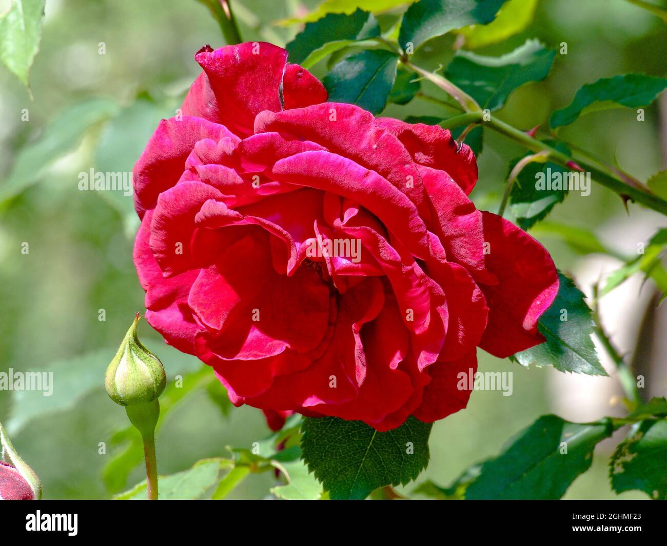 Rose tree 'Red Parfum' in bloom in a garden Stock Photo - Alamy