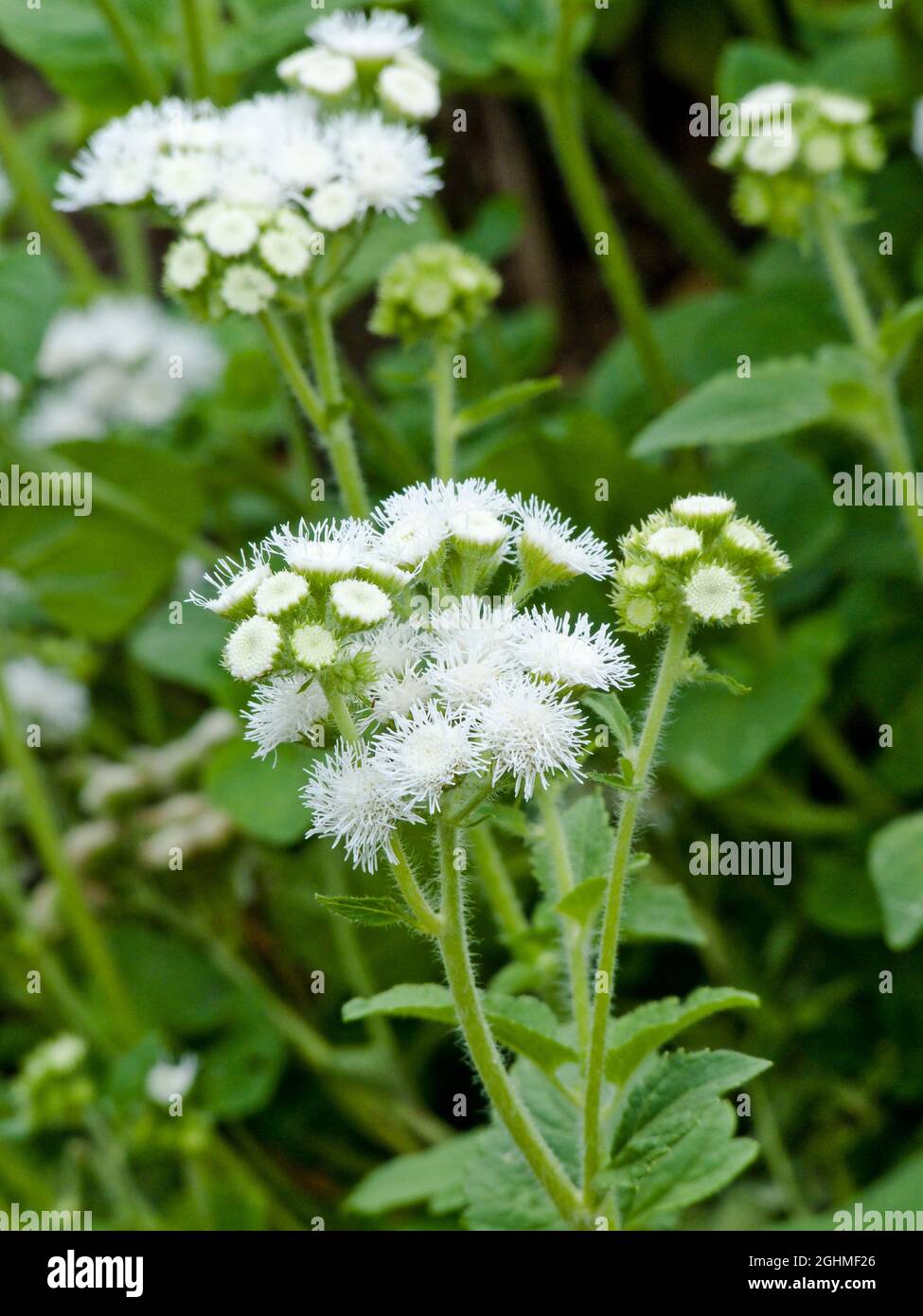 Ageratum houstonianum 'Bouquet Blanc' Stock Photo - Alamy