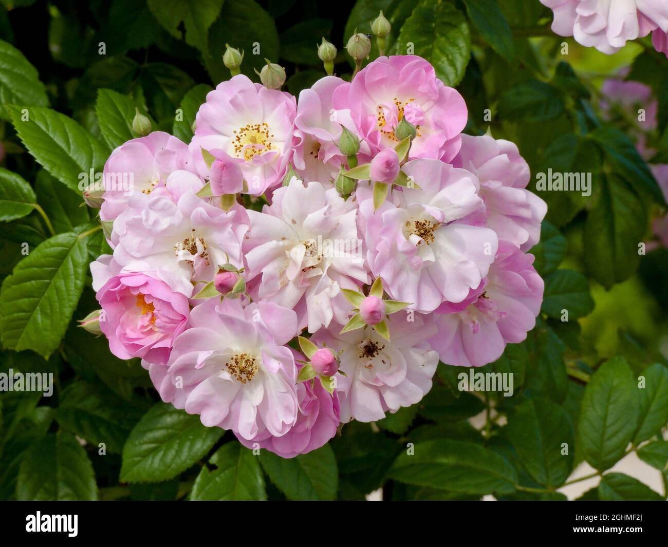 Rose tree 'Blush Rambler' in bloom in a garden Stock Photo - Alamy