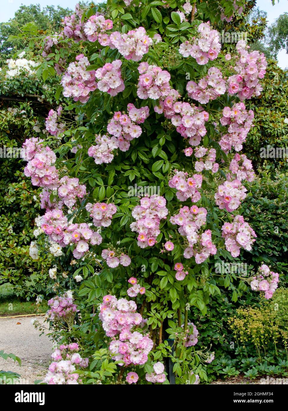 Rose tree 'Blush Rambler' in bloom in a garden Stock Photo - Alamy