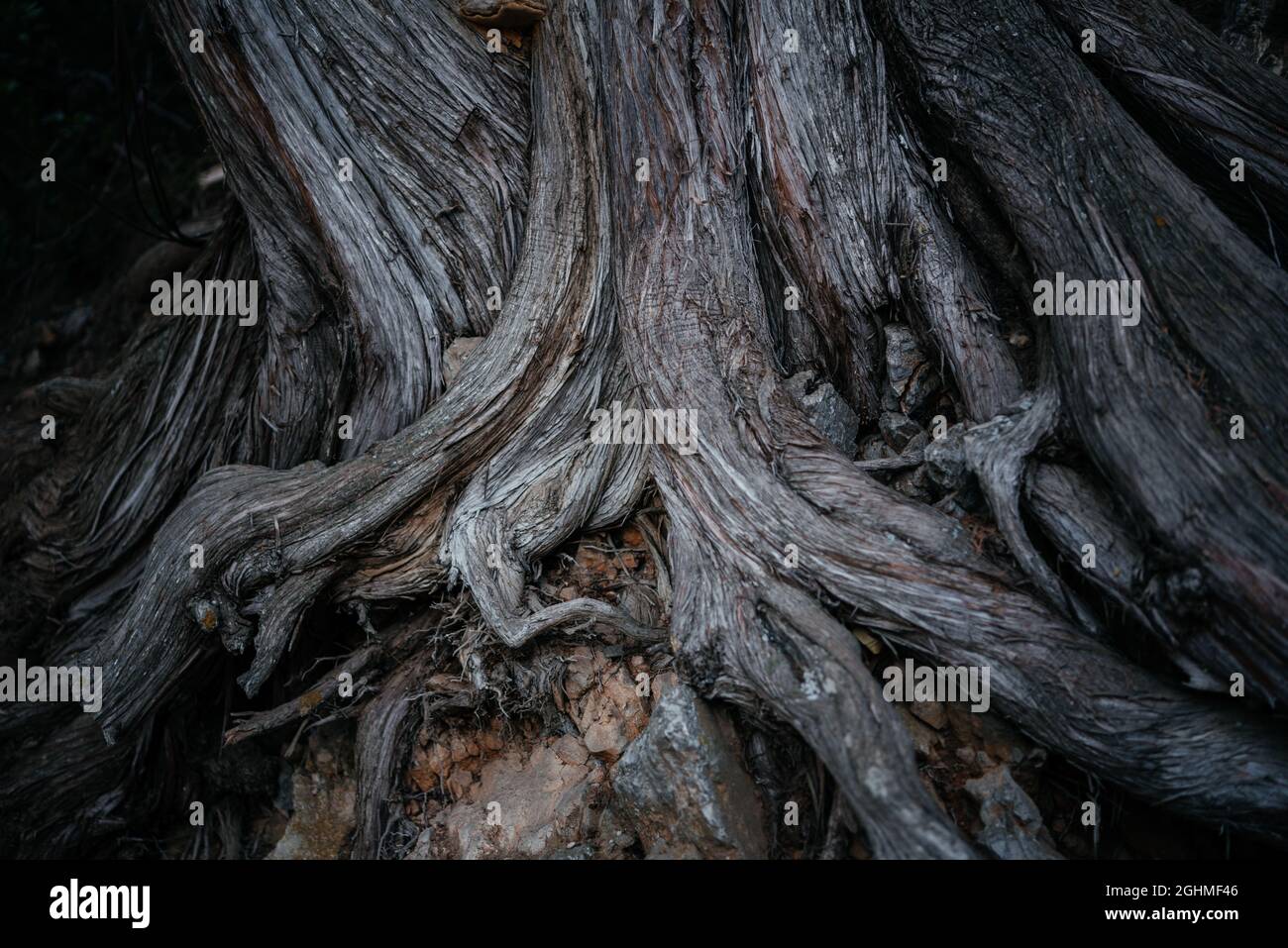 Big tree roots hi-res stock photography and images - Alamy