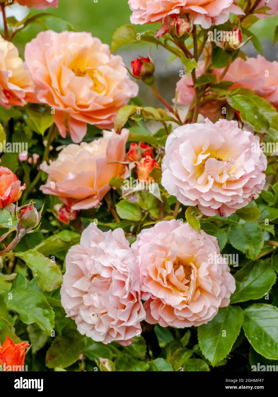 Rose tree 'Marie Curie' in bloom in a garden Stock Photo - Alamy