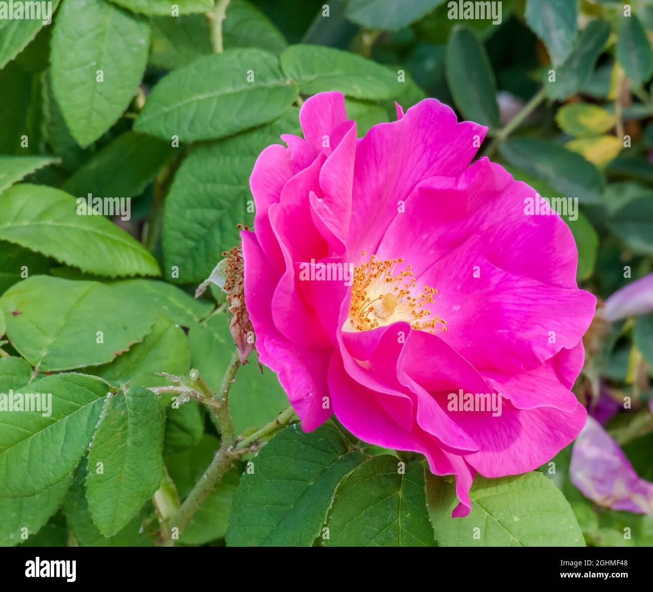 Rose tree 'Scabrosa' in bloom in a garden Stock Photo - Alamy