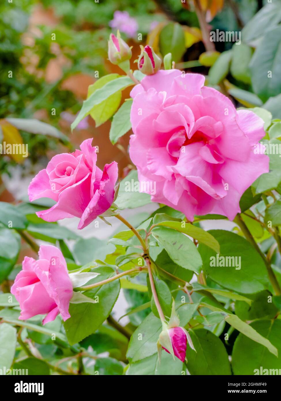Rose tree 'The McCartney Rose' in bloom in a garden Stock Photo - Alamy