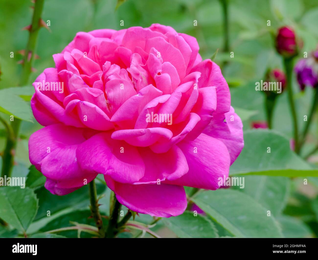 Rose tree 'Magna Charta' in bloom in a garden Stock Photo - Alamy