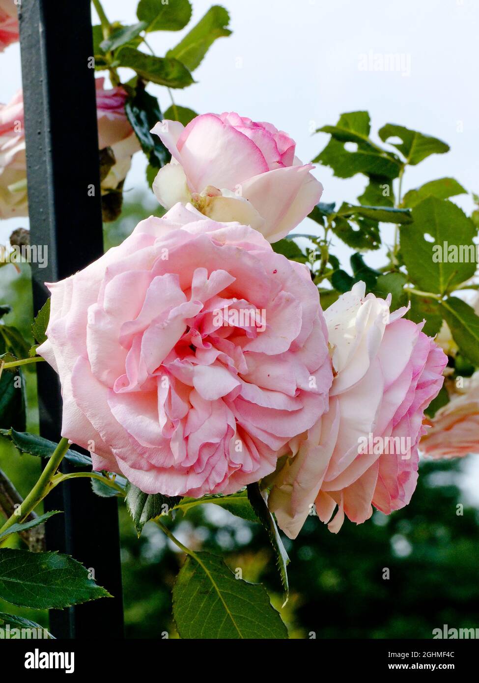 Rose tree 'Pierre de Ronsard' in bloom in a garden Stock Photo - Alamy