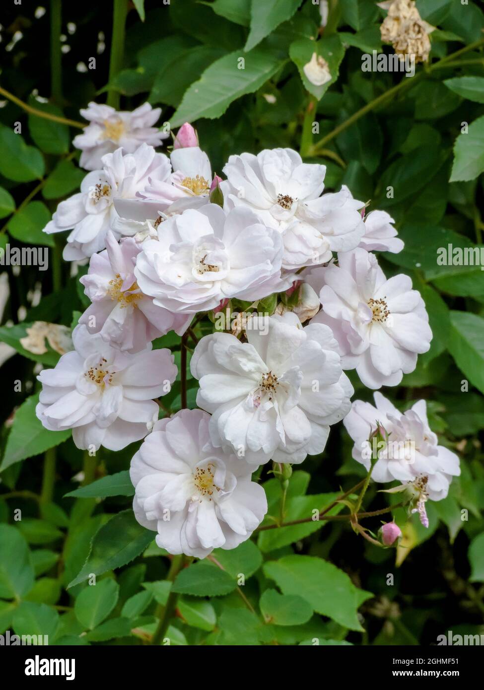 Rose tree 'Narrow Water' in bloom in a garden Stock Photo - Alamy