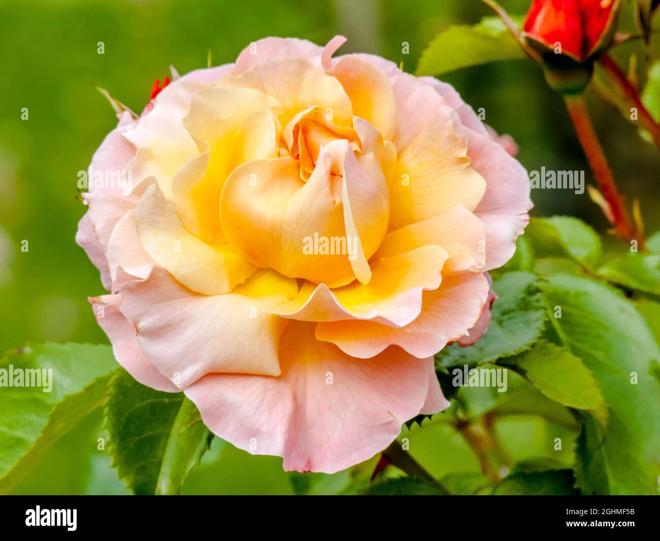 Rose tree 'Marie Curie' in bloom in a garden Stock Photo - Alamy