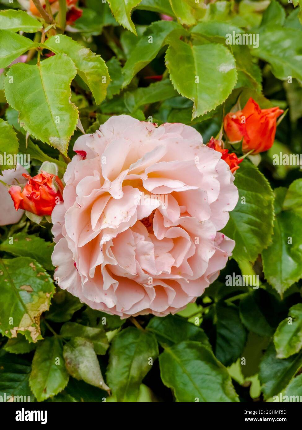 Rose tree 'Marie Curie' in bloom in a garden Stock Photo - Alamy