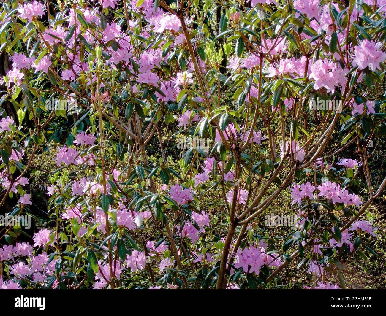 Rhododendron in bloom in a garden Stock Photo - Alamy