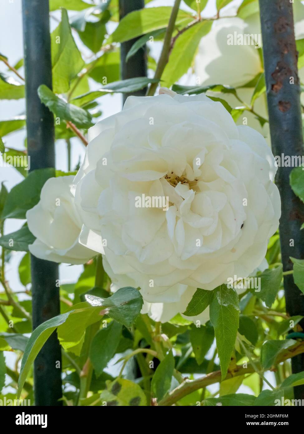 Rose tree 'Climbing Iceberg' in bloom in a garden Stock Photo - Alamy