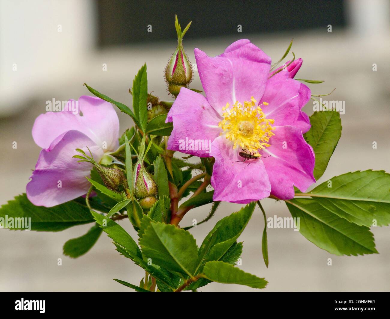 Sweet briars rosa rubiginosa hi-res stock photography and images - Alamy