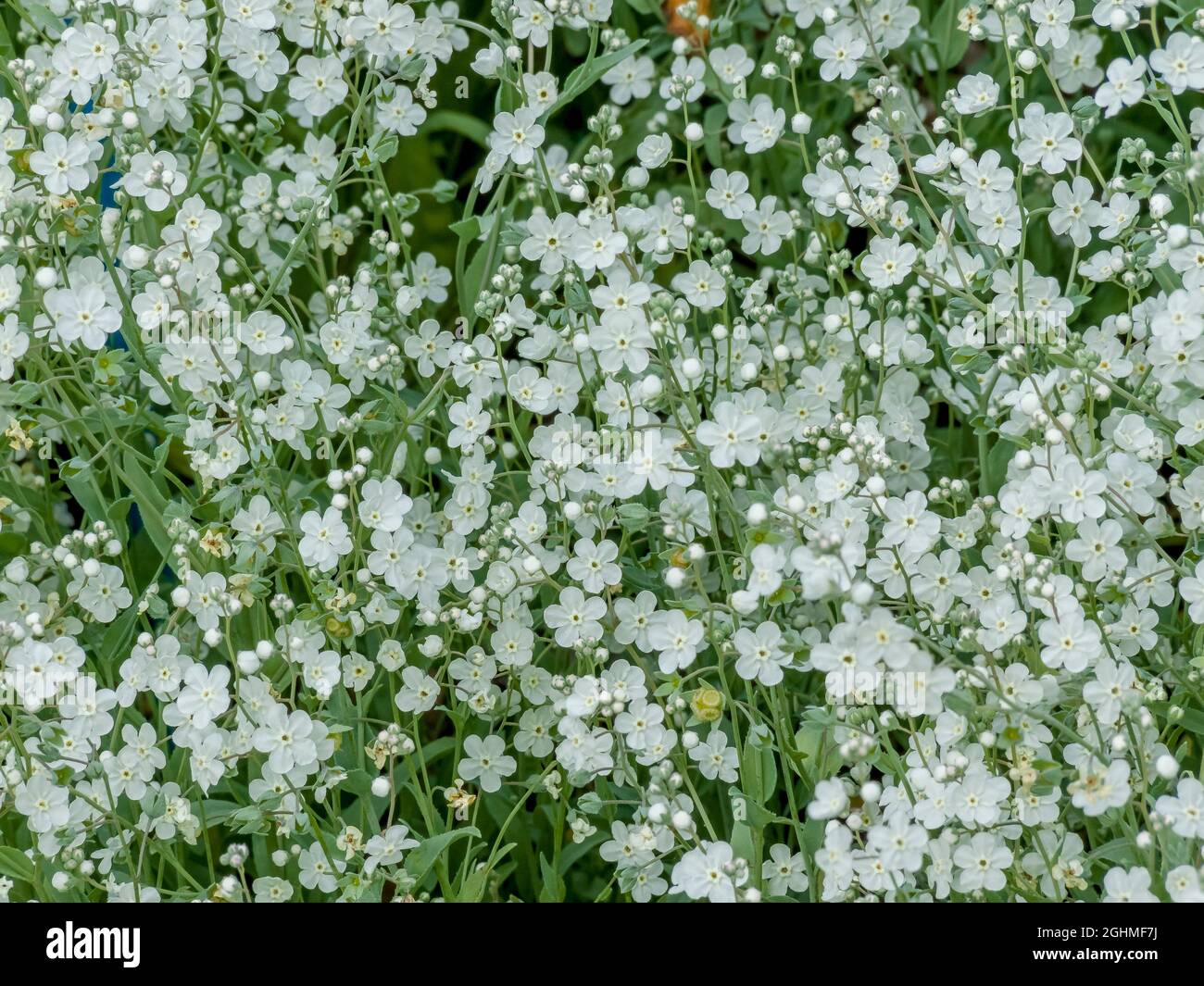 Linifolia hi-res stock photography and images - Alamy