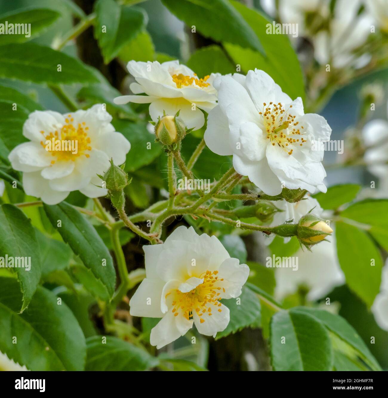 Rose tree 'Seagull' in bloom in a garden Stock Photo - Alamy