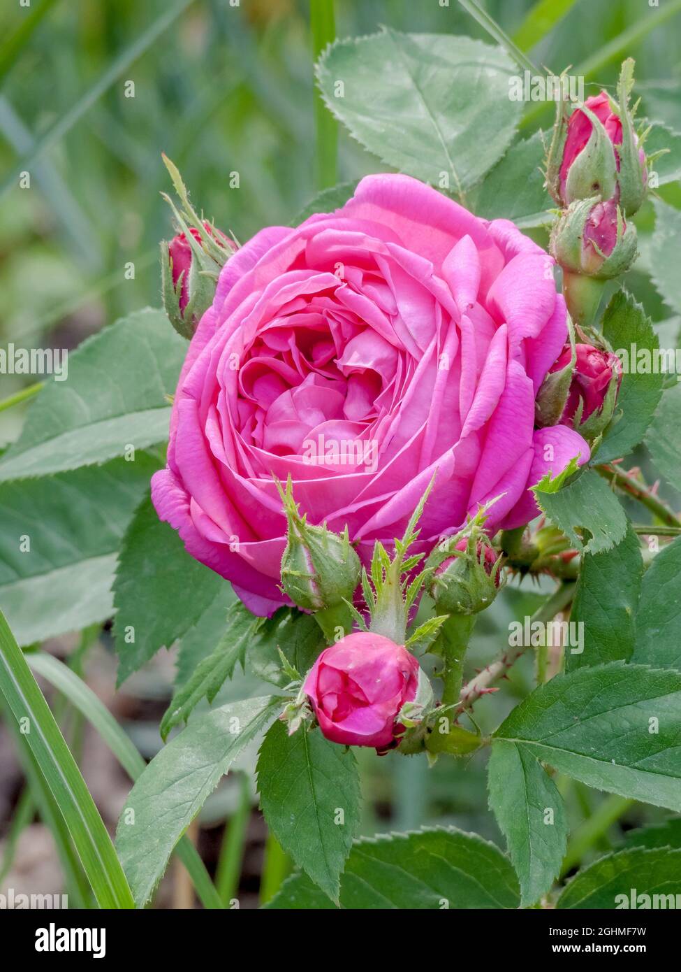 Rose tree 'Magna Charta' in bloom in a garden Stock Photo - Alamy