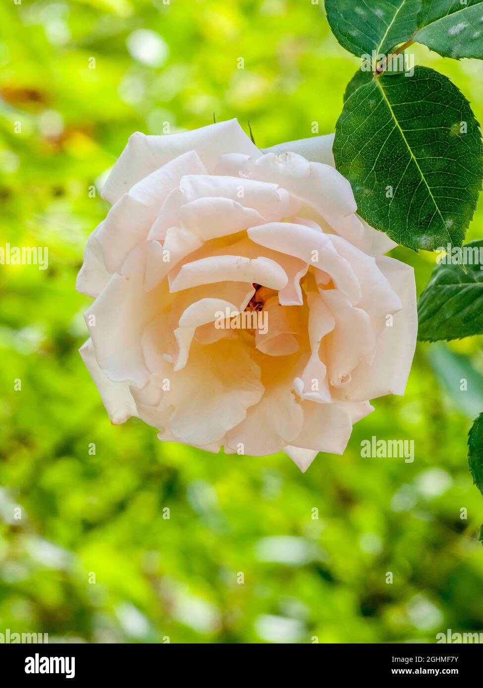 Rose tree 'Ophelia'' in bloom in a garden Stock Photo - Alamy