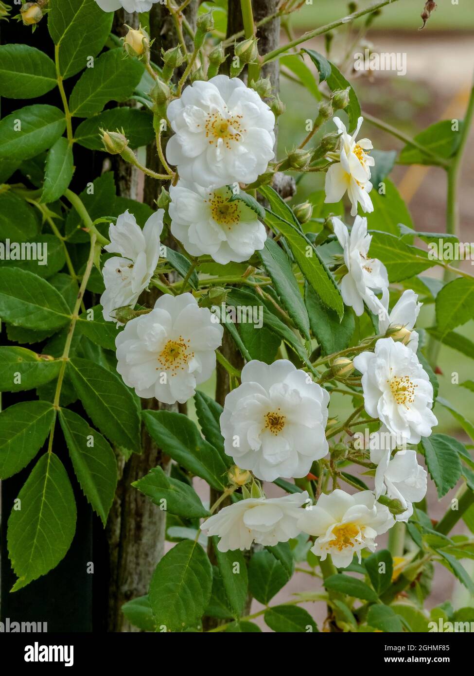Rose tree 'Seagull' in bloom in a garden Stock Photo - Alamy