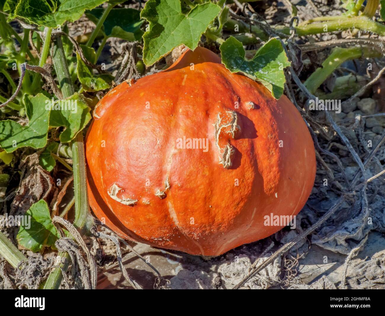 Cucurbita andreana hi-res stock photography and images - Alamy