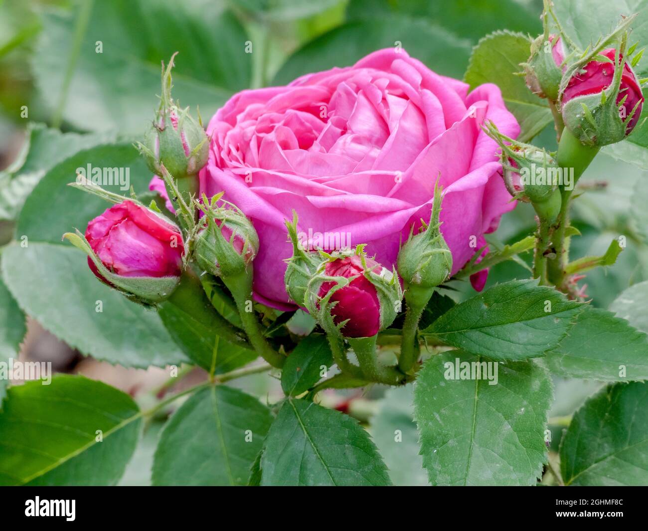 Rose tree 'Magna Charta' in bloom in a garden Stock Photo - Alamy