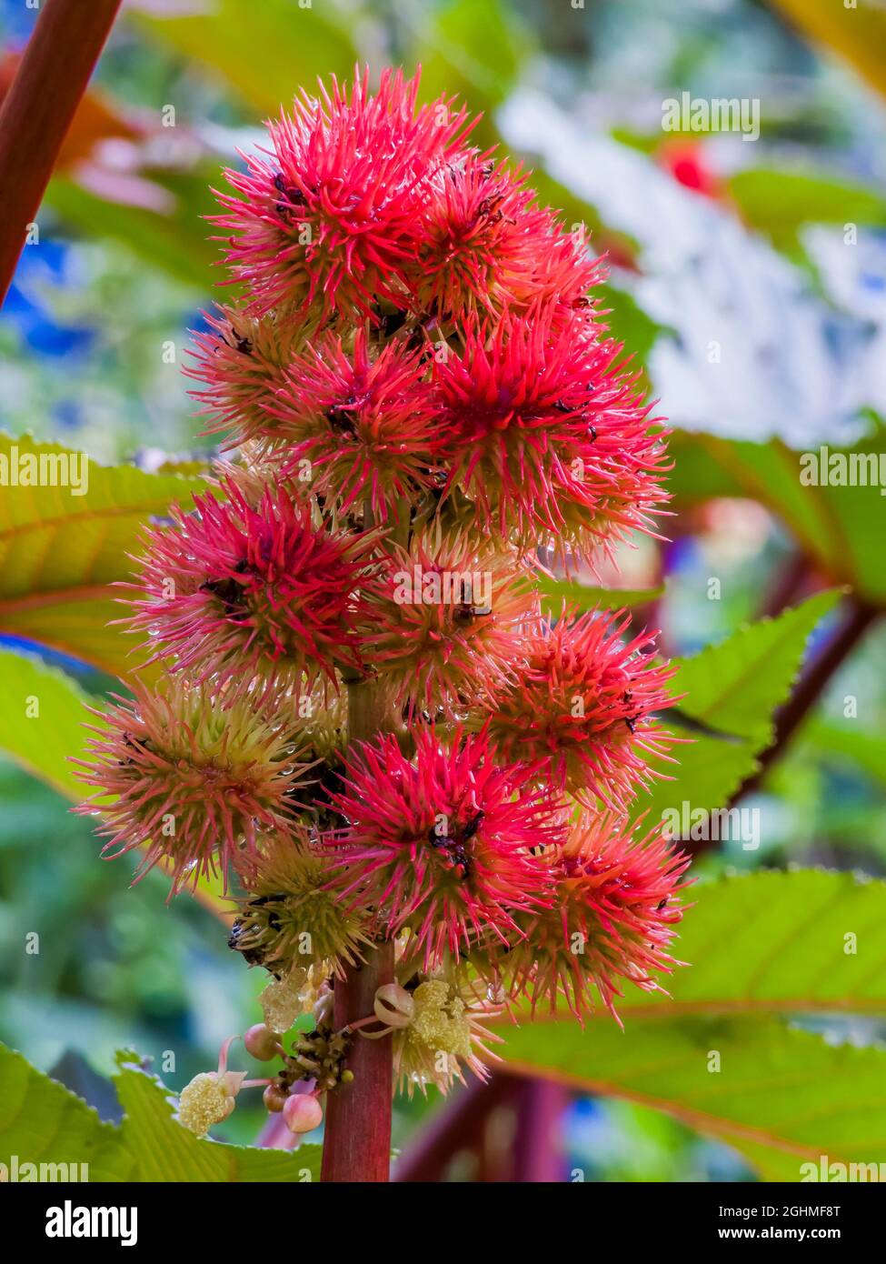 Ricinus communis 'Red Spire' Stock Photo - Alamy