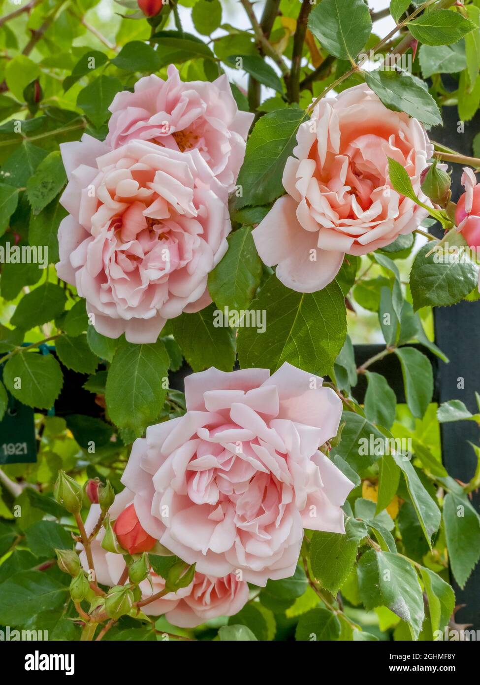 Rambler rose climbing tree hi-res stock photography and images - Alamy