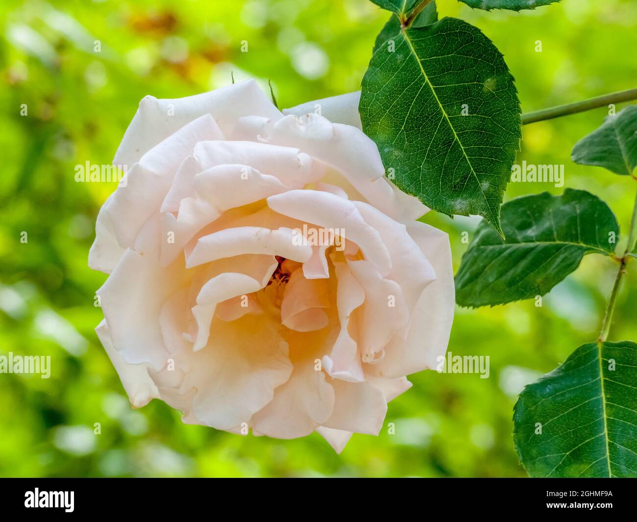 Rose tree 'Ophelia'' in bloom in a garden Stock Photo - Alamy