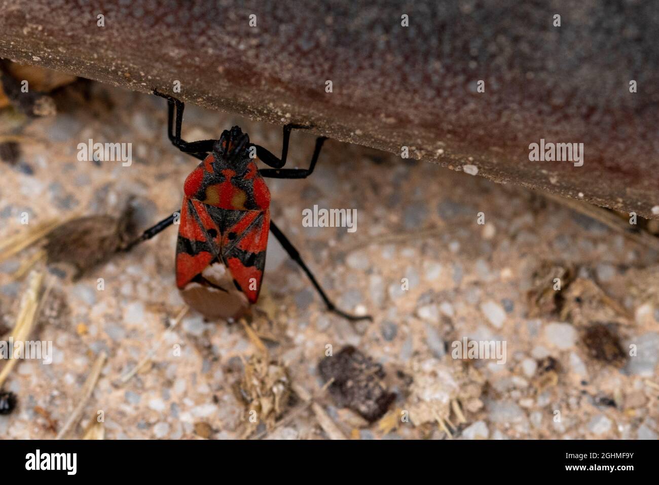 Spilostethus Pandurus High Resolution Stock Photography and Images - Alamy