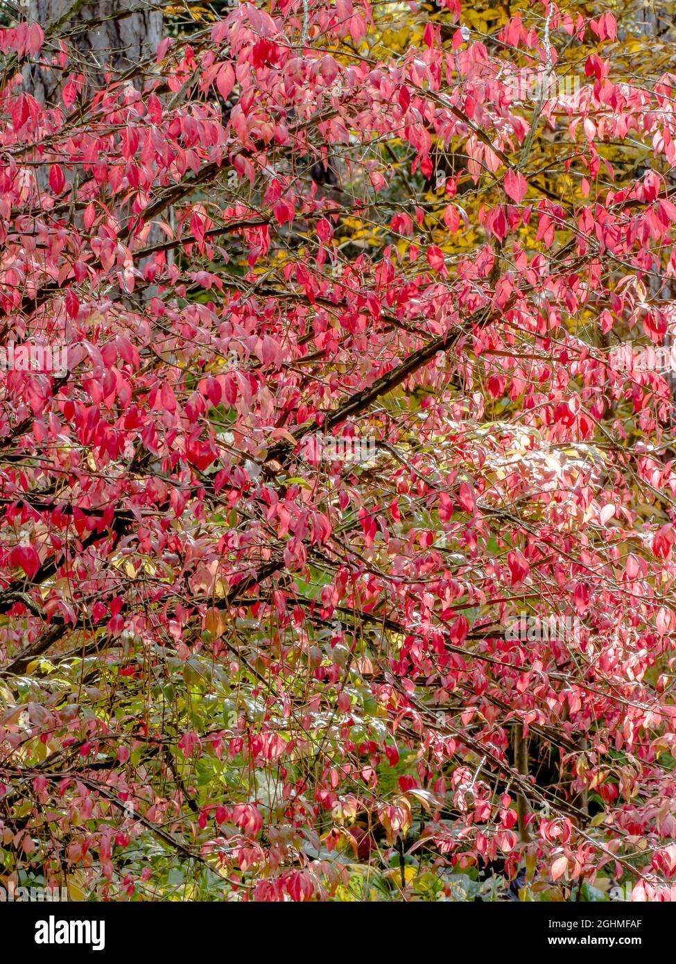 Euonymus alatus 'Compactus' Stock Photo - Alamy