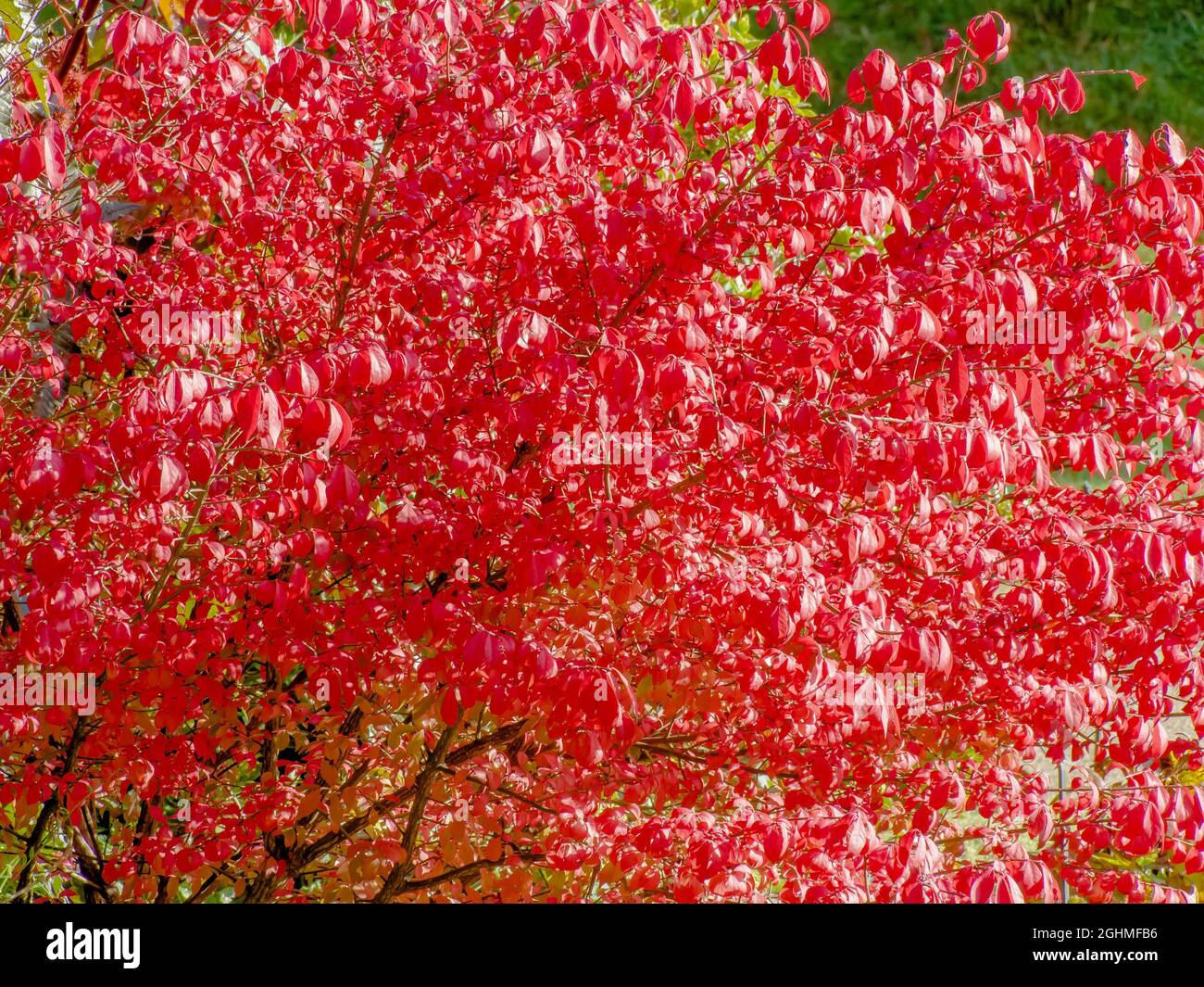 Euonymus alatus 'Compactus' Stock Photo - Alamy