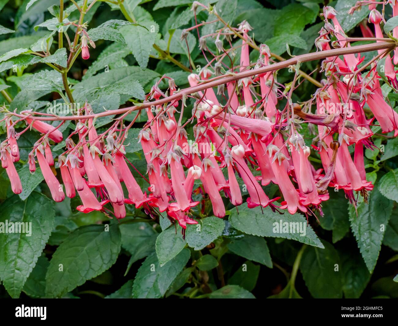 Cape fuchsia hi-res stock photography and images - Alamy