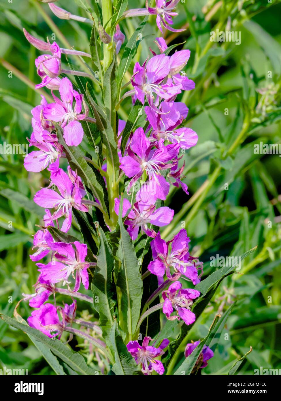 Epilobium epilobium sp hi-res stock photography and images - Alamy