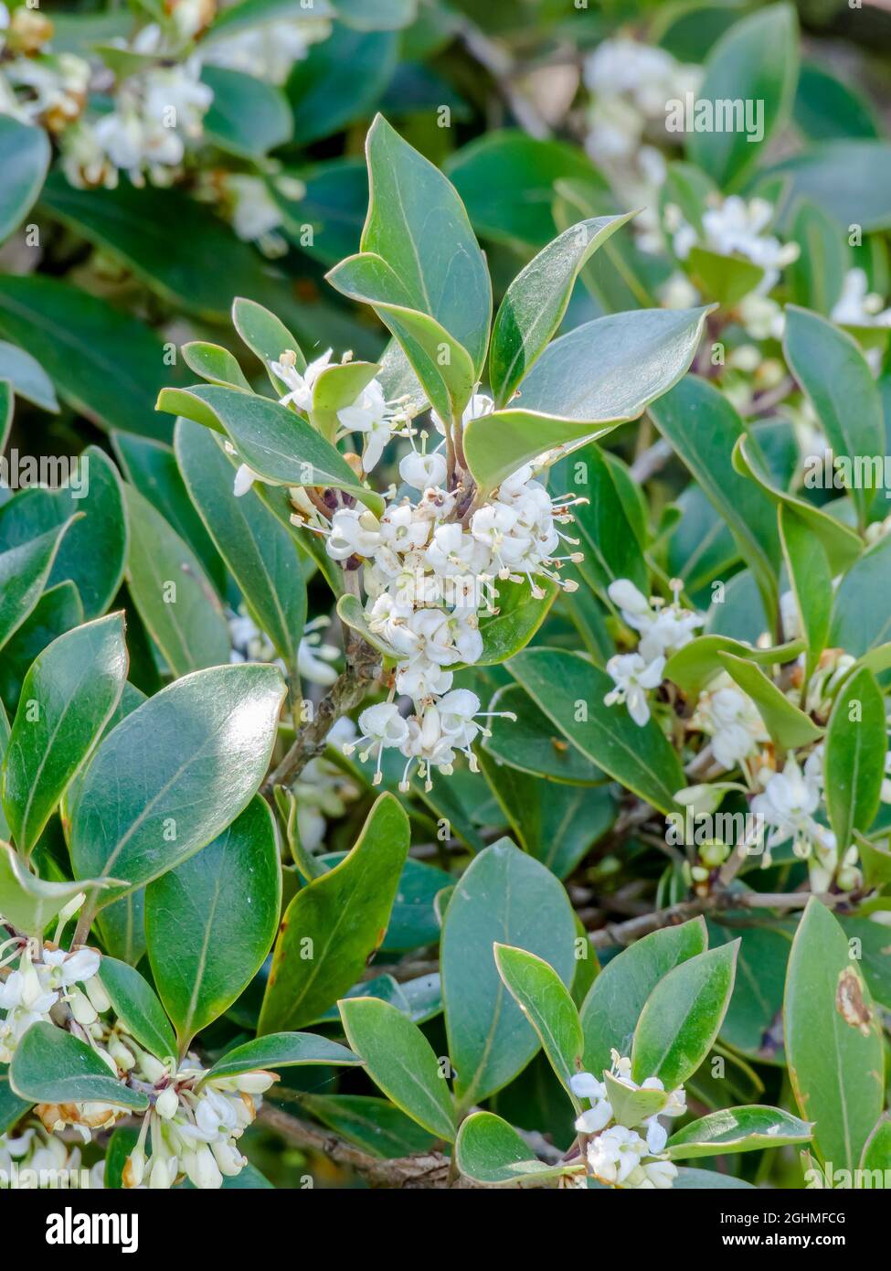 Osmanthus heterophyllus 'Purpureus' Stock Photo - Alamy